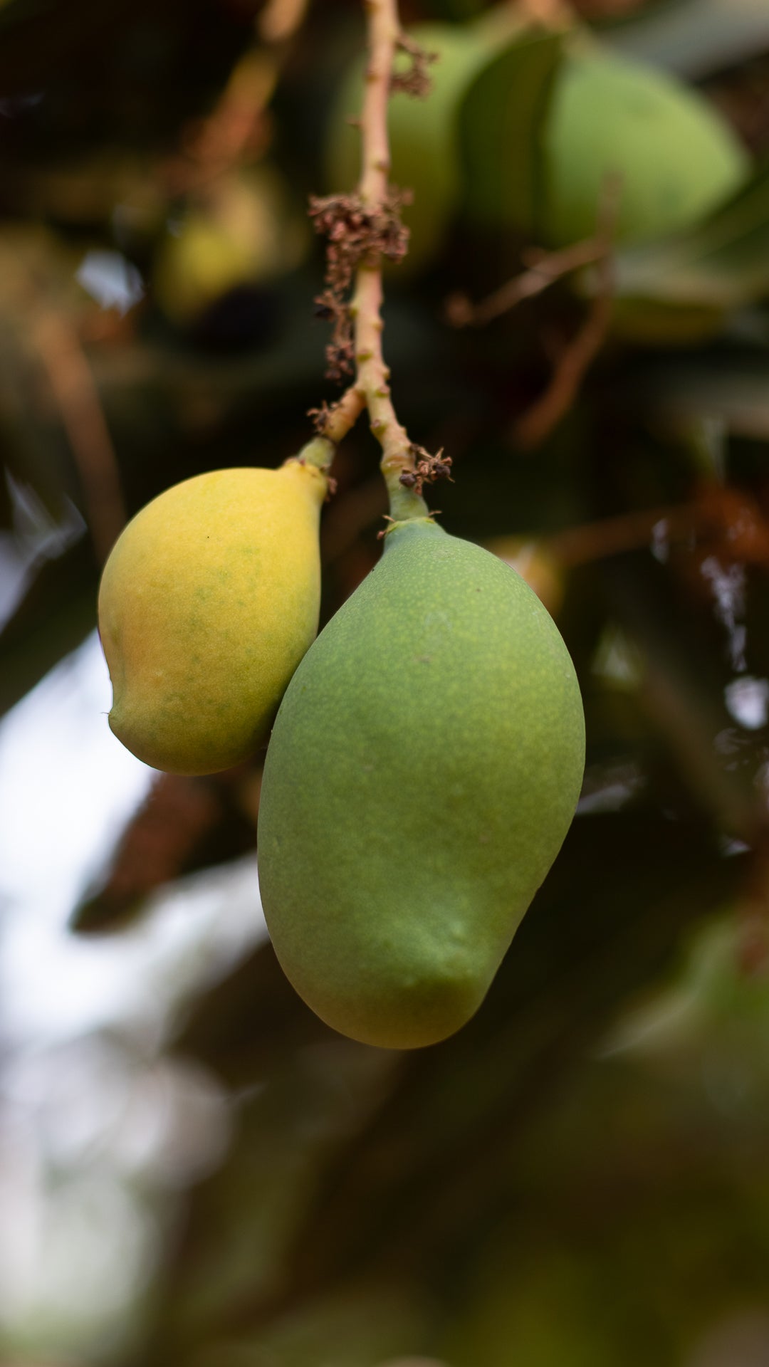 Totapuri Mango - Raw (Pickling/Salads) — Slow Pottery
